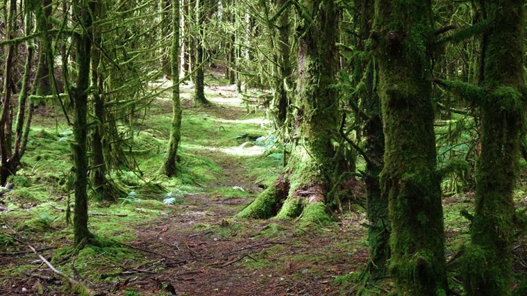 KIRROUGHTREE FOREST – Peter's Travel Blog